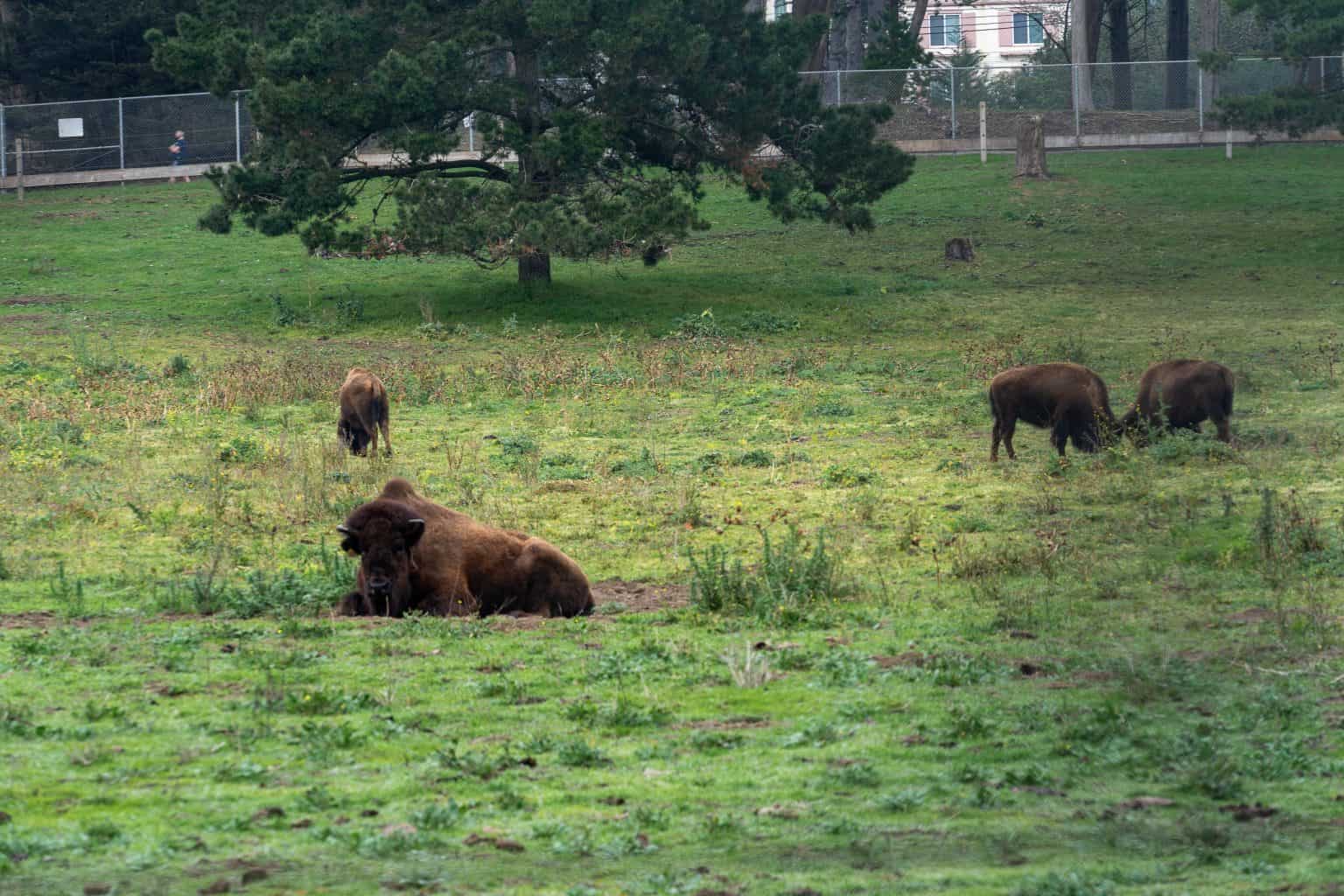 How to Visit the Bison in Golden Gate Park, San Francisco - Just ...