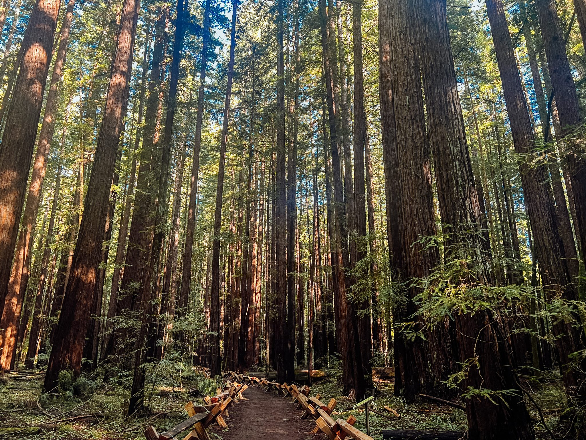 The Best Armstrong Redwoods Hikes - Just Chasing Sunsets