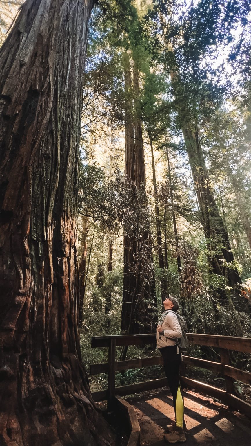 The Best Armstrong Redwoods Hikes - Just Chasing Sunsets